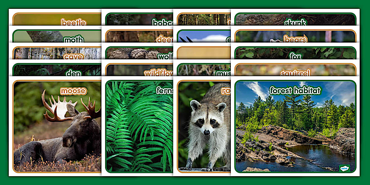 Forest Habitat Photo Posters (teacher made) - Twinkl