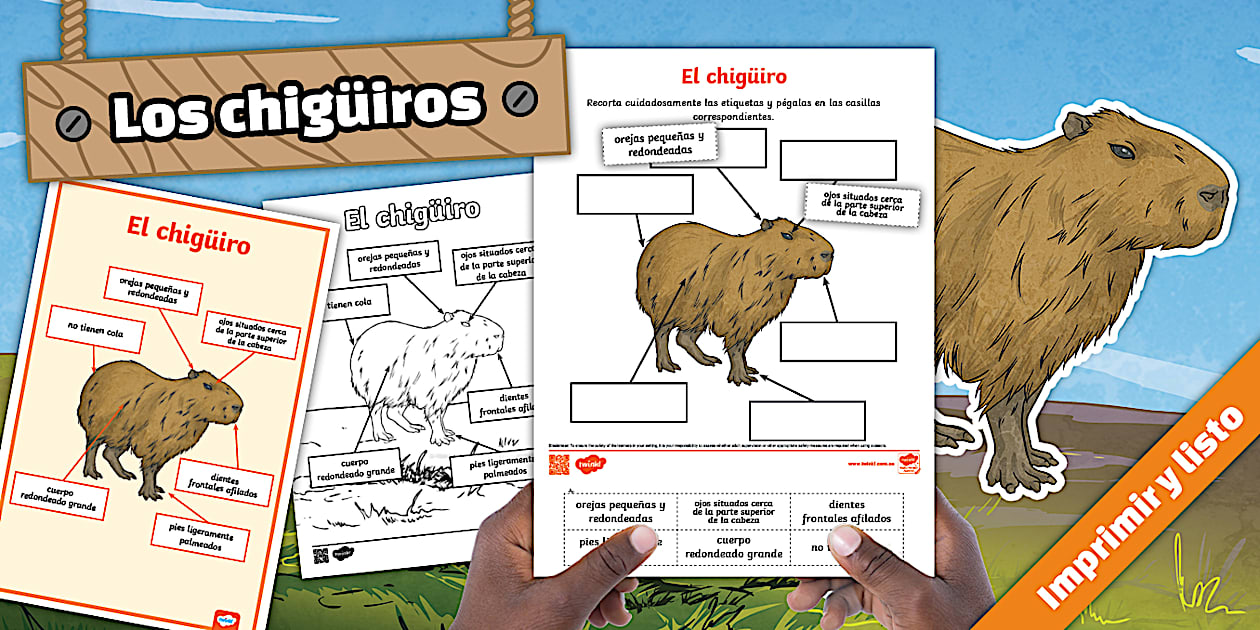 Actividades escolares: El chigüiro - Twinkl Colombia