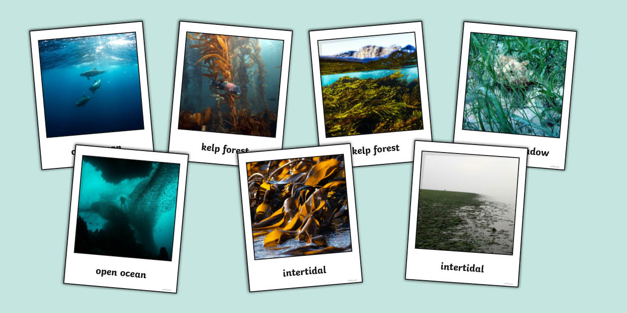 Ocean Habitats Instant Photo Style Display Images - Twinkl