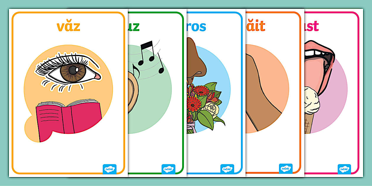 👉 Cele cinci simțuri – Planșe (teacher made) - Twinkl