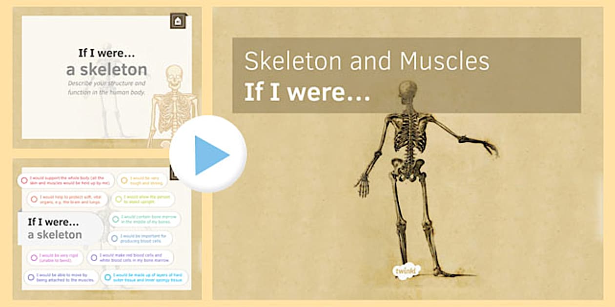 KS3 Skeleton and Muscles: If I were.... PowerPoint - Twinkl