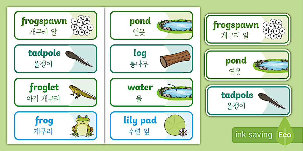 개구리의 성장과정 단어 카드 Life Cycle of a Frog Word Cards
