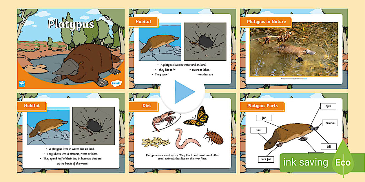 Platypus Facts Presentation for EYLF (teacher made) - Twinkl