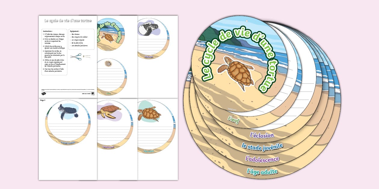 * NEW * Livret rond : Le cycle de vie d'une tortue - Twinkl