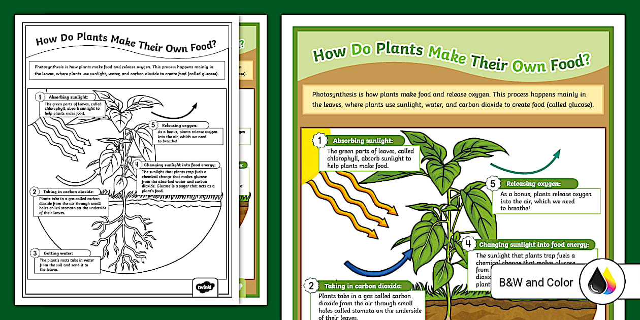 How Do Plants Make Their Own Food? Poster - Twinkl