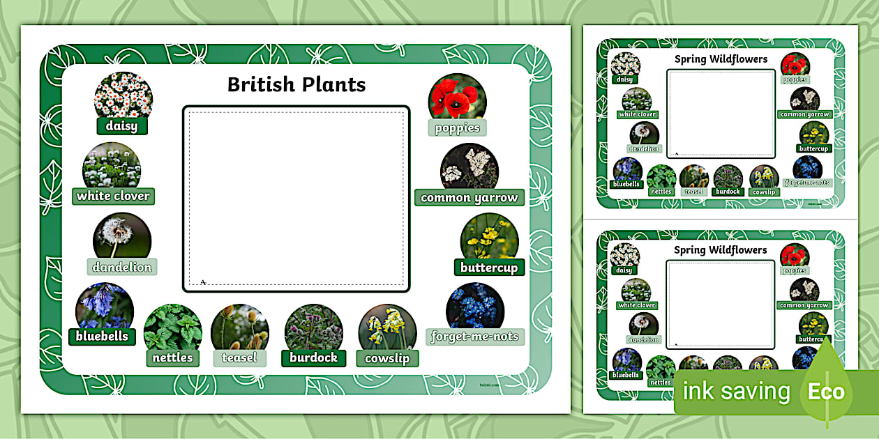 I Spy Nature Frame: British Plants (teacher made) - Twinkl