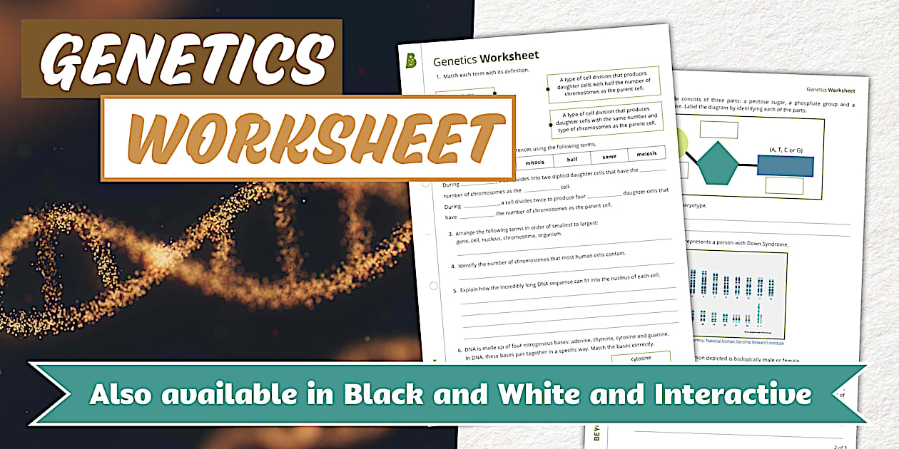 Genetics Worksheet