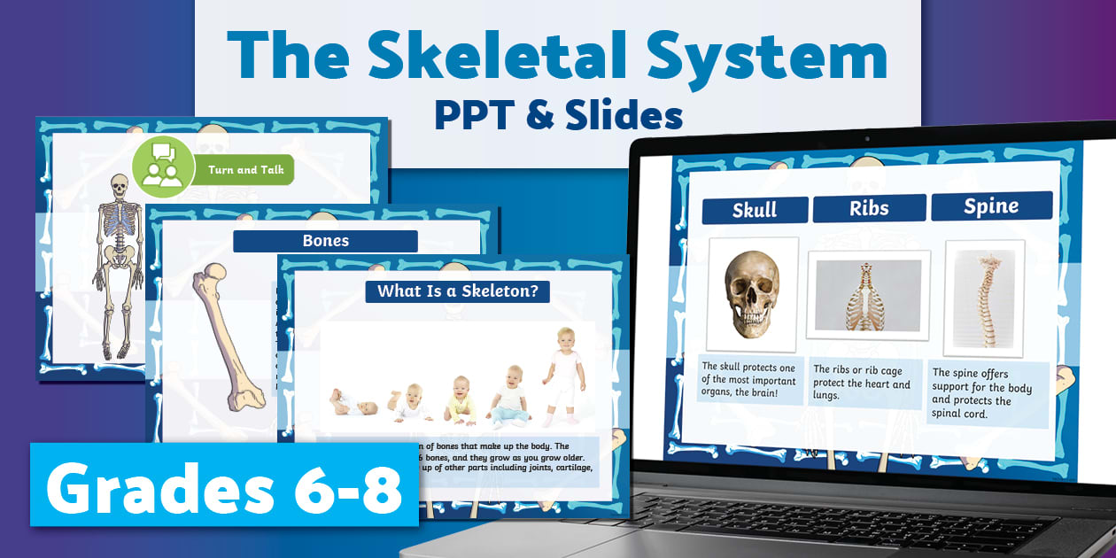 The Skeletal System PowerPoint & Google Slides for 6th-8th