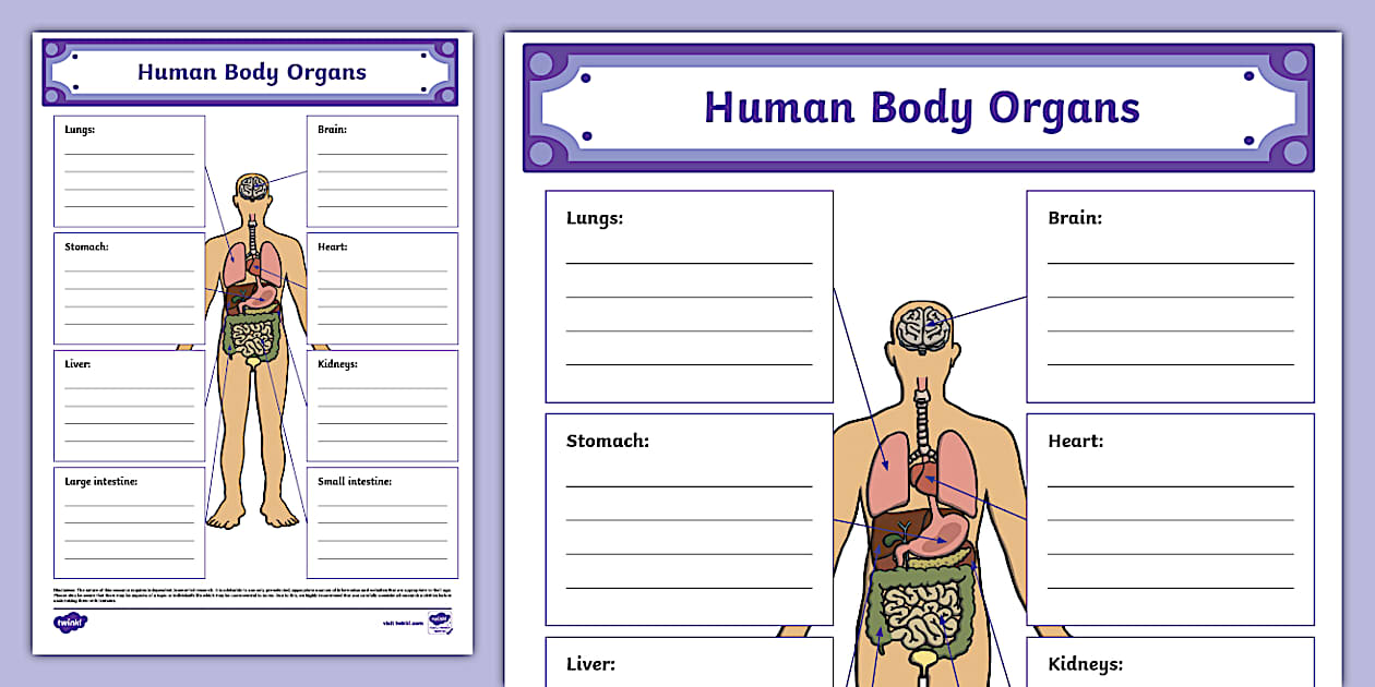 Human Body Organs Fact File Template (teacher made) - Twinkl