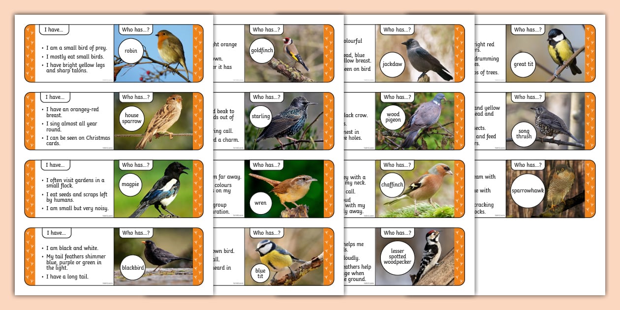 Guess The Bird Game | RSPB's Big Schools' Birdwatch | KS1
