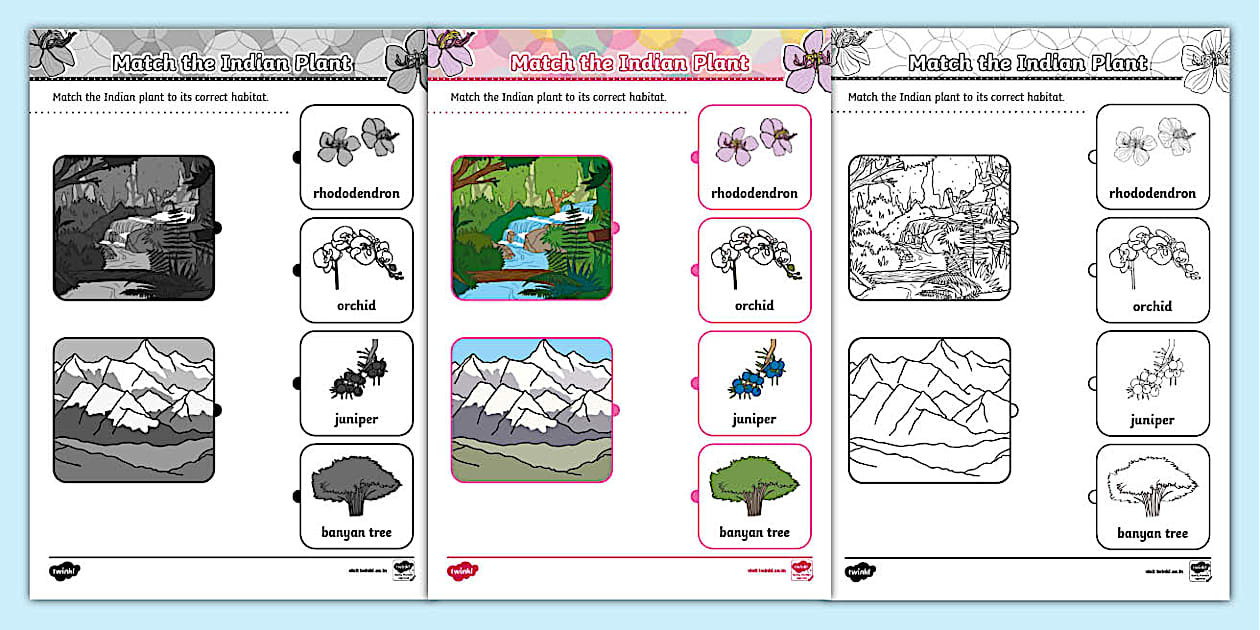 Plant Habitats Matching Worksheet (teacher made) - Twinkl