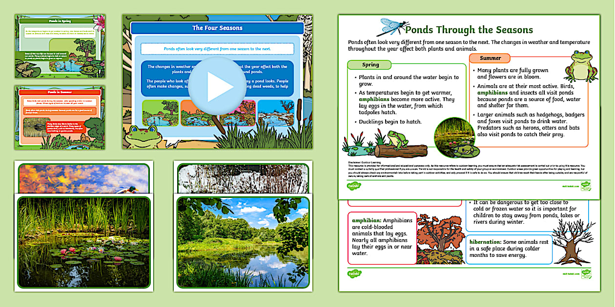 Ponds Through the Seasons PowerPoint, Fact File, Activity and Photo Pack