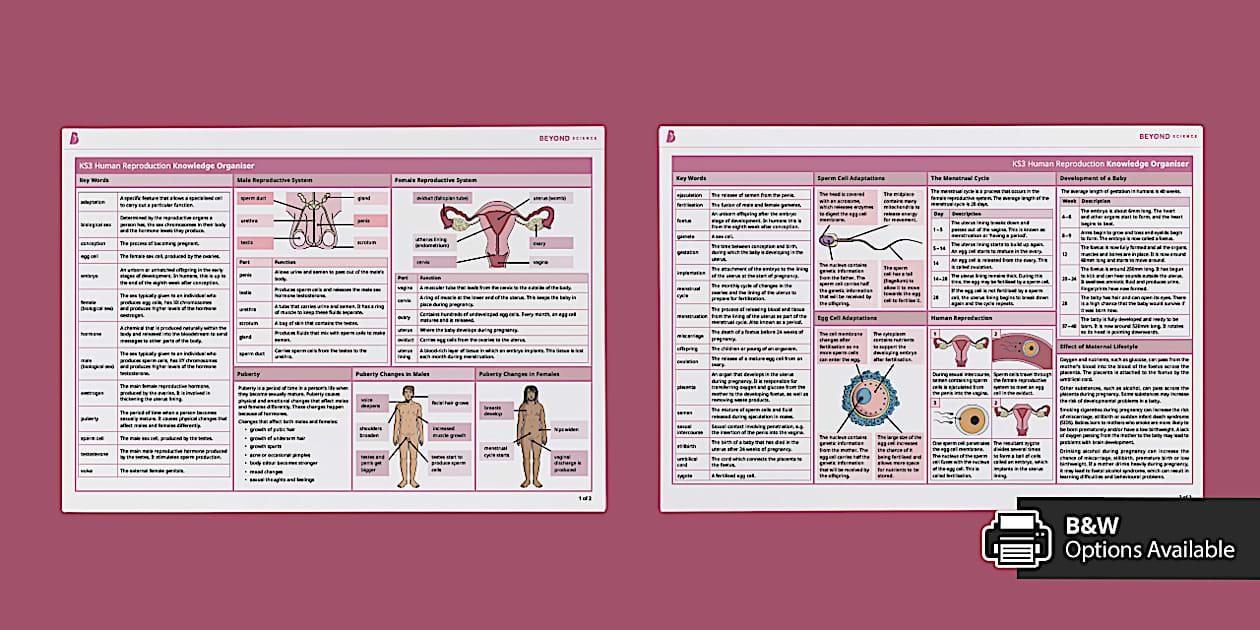 KS3 Reproduction: Human Reproduction Knowledge Organiser