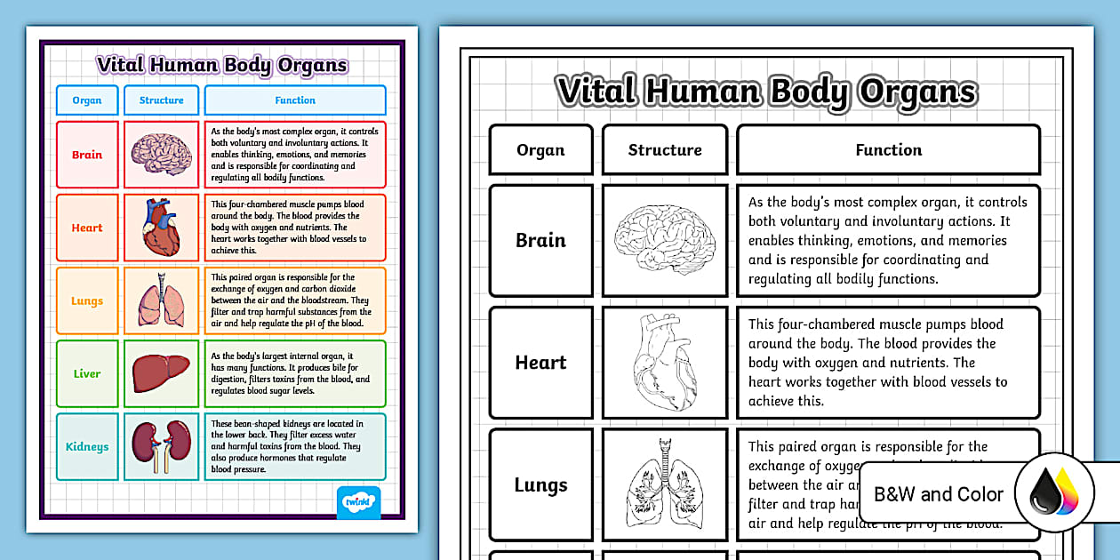 Human Body Organs Chart for 6th-8th Grade (teacher made)