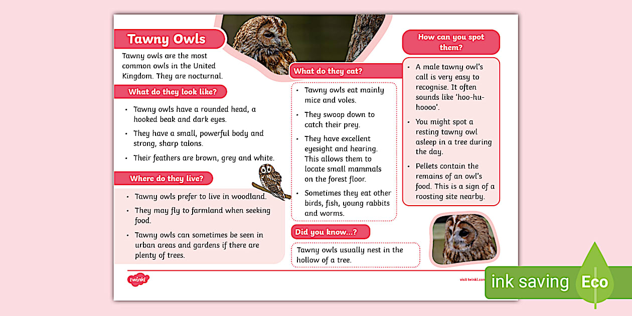 Tawny Owl Fact File - Twinkl - KS1 (teacher made) - Twinkl