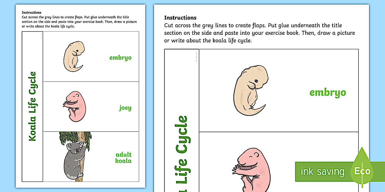 Koala Life Cycle Flapbook (teacher made) - Twinkl