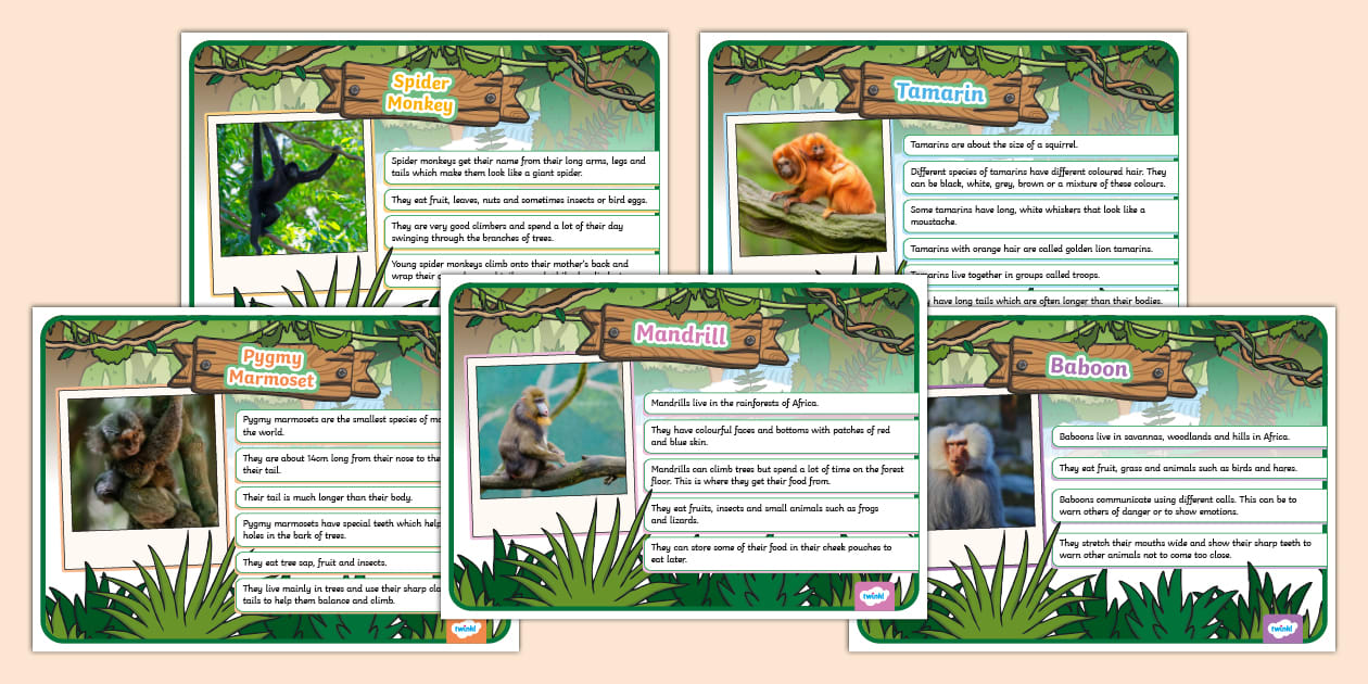 Monkey Species Posters - Twinkl - KS1 (teacher made)