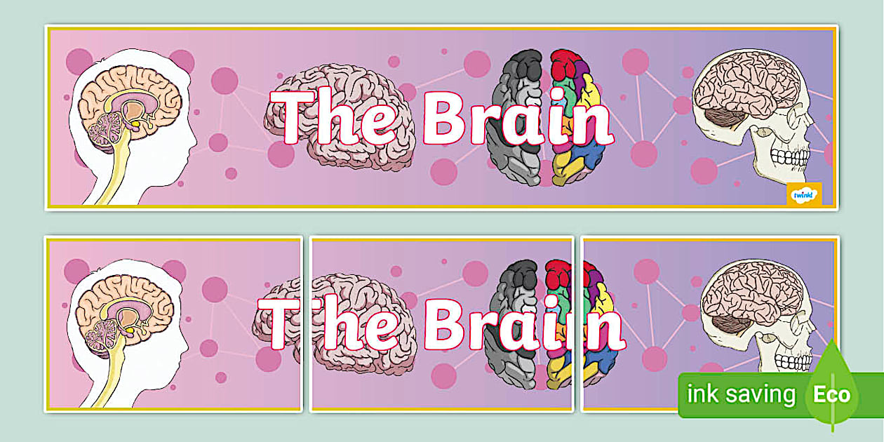 The Brain Display Banner, Brain, Psychology (teacher made)