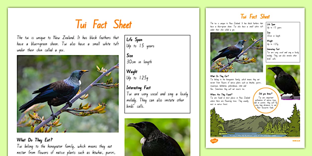 New Zealand Native Birds Tui Fact Sheet (teacher made)