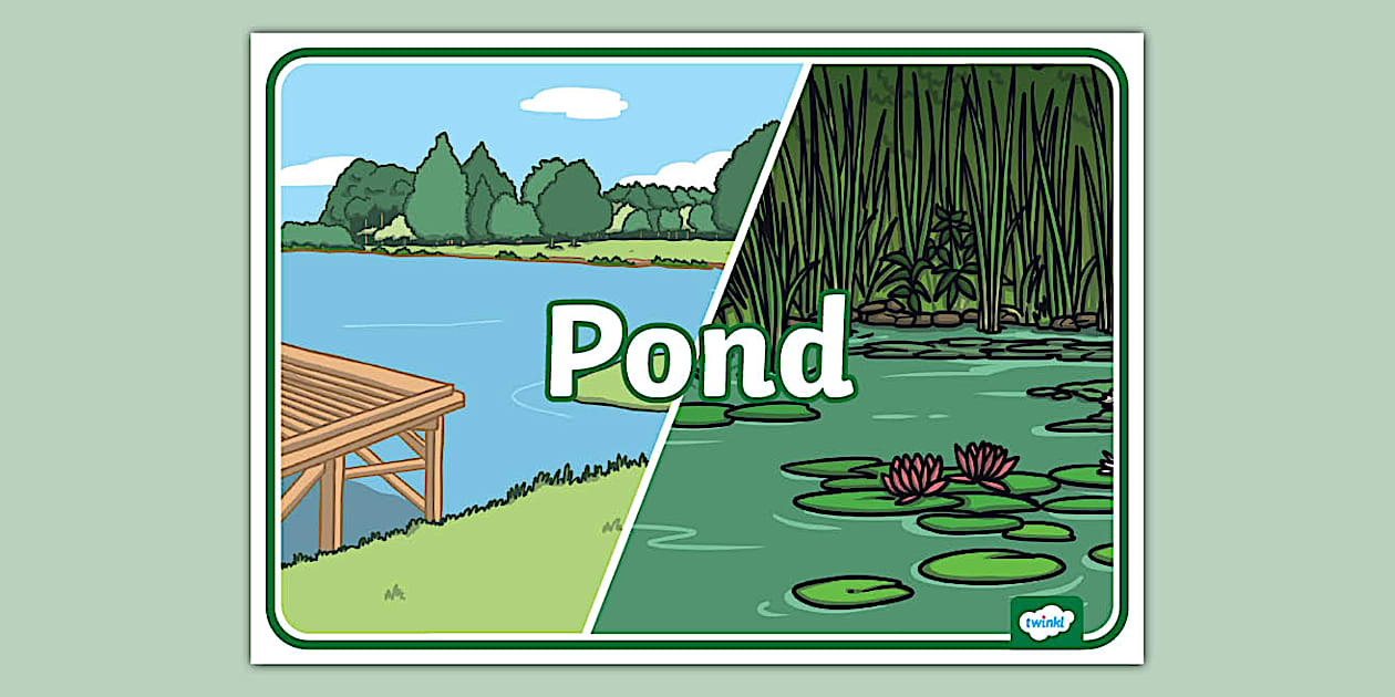 Pond Display Poster (Teacher-Made) - Twinkl