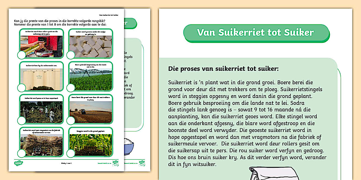 Van Suikerriet tot Suiker (teacher made) - Twinkl