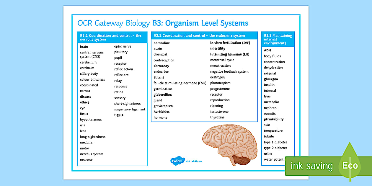 OCR Gateway Biology Topic B3 Organism Level Systems Word Mat