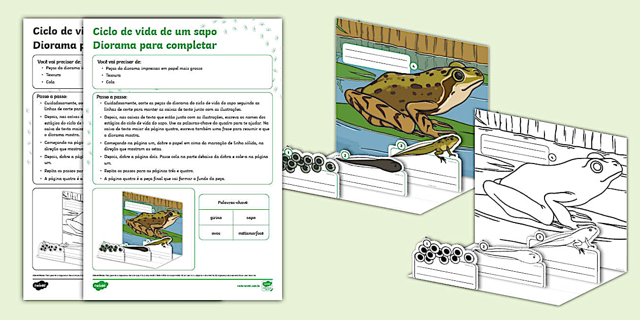 Ciclo de vida de um sapo - Diorama para completar - Twinkl