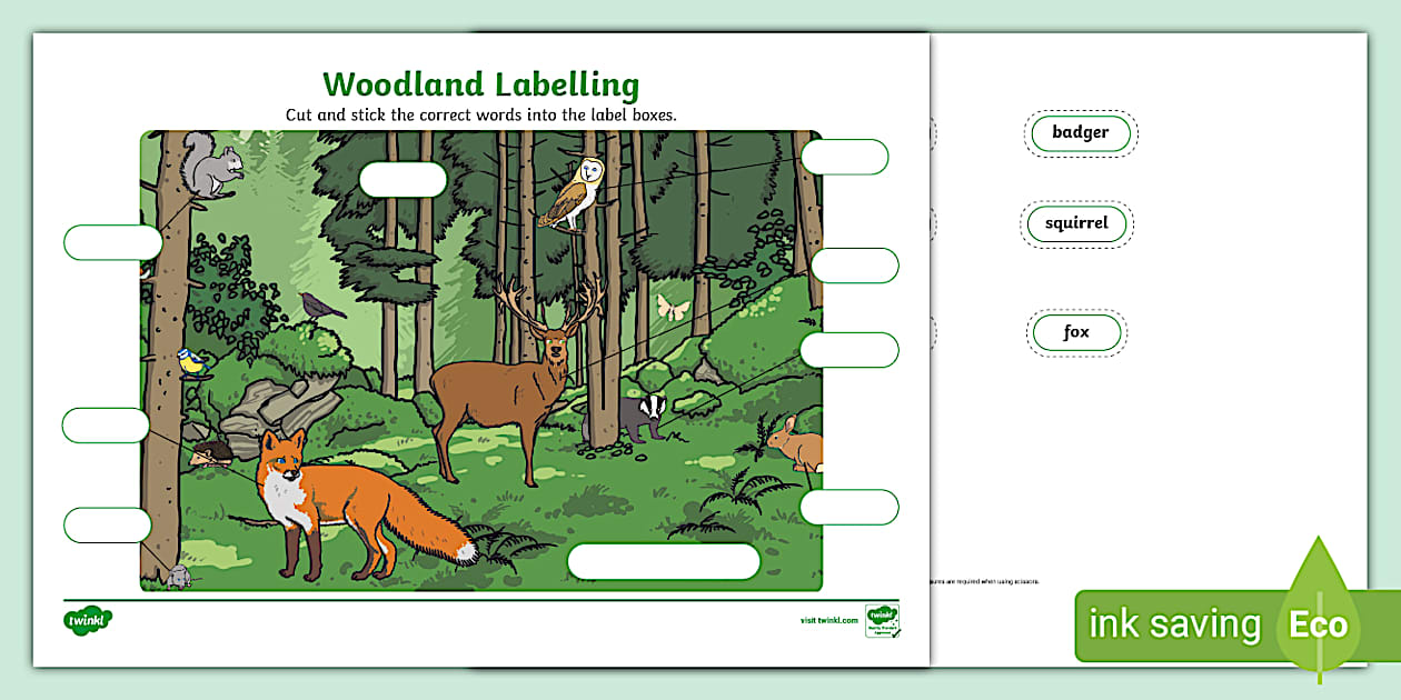 Woodland Labelling Activity (teacher made) - Twinkl