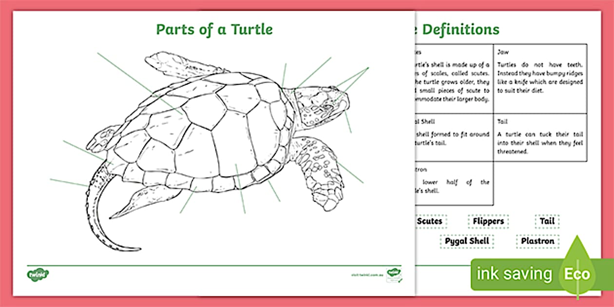 Parts of a Turtle Worksheet - Twinkl