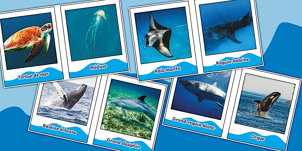 Les animaux de l'océan - photographies - Twinkl