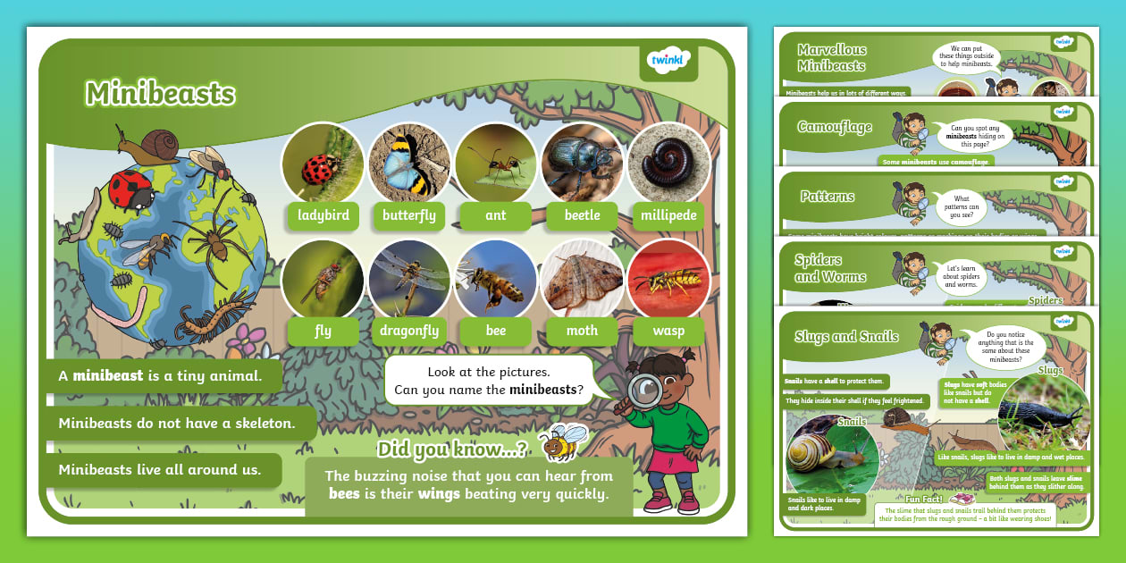 EYFS Minibeasts Fact Files | We're Going On An Animal Hunt