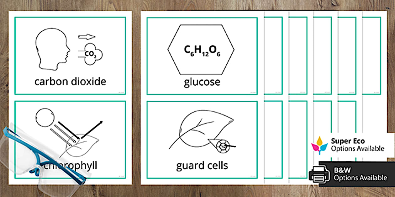 Photosynthesis Vocabulary Word Wall | SEND | Beyond - Twinkl