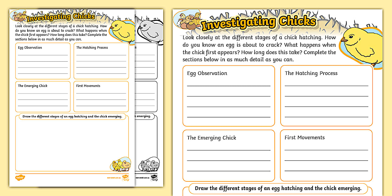 Chick Observation Worksheet (professor feito) - Twinkl