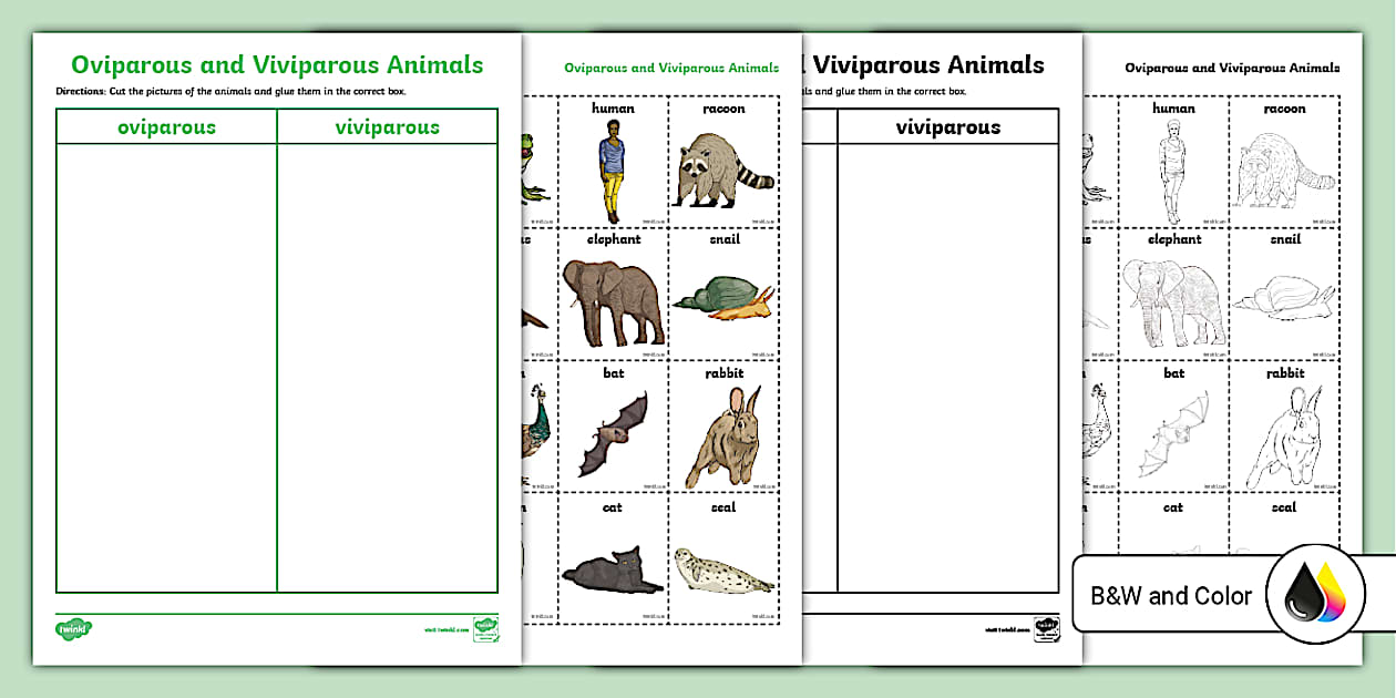 Oviparous and Viviparous Sorting Worksheet (teacher made)