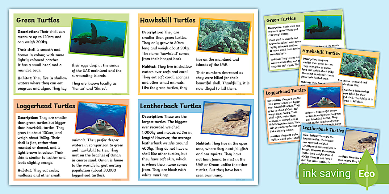 Editable Turtle Fact Cards (teacher made) - Twinkl