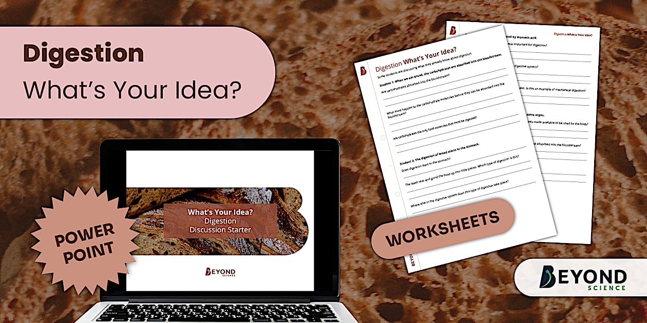 Digestion Discussion Starter | KS3 Biology | Beyond
