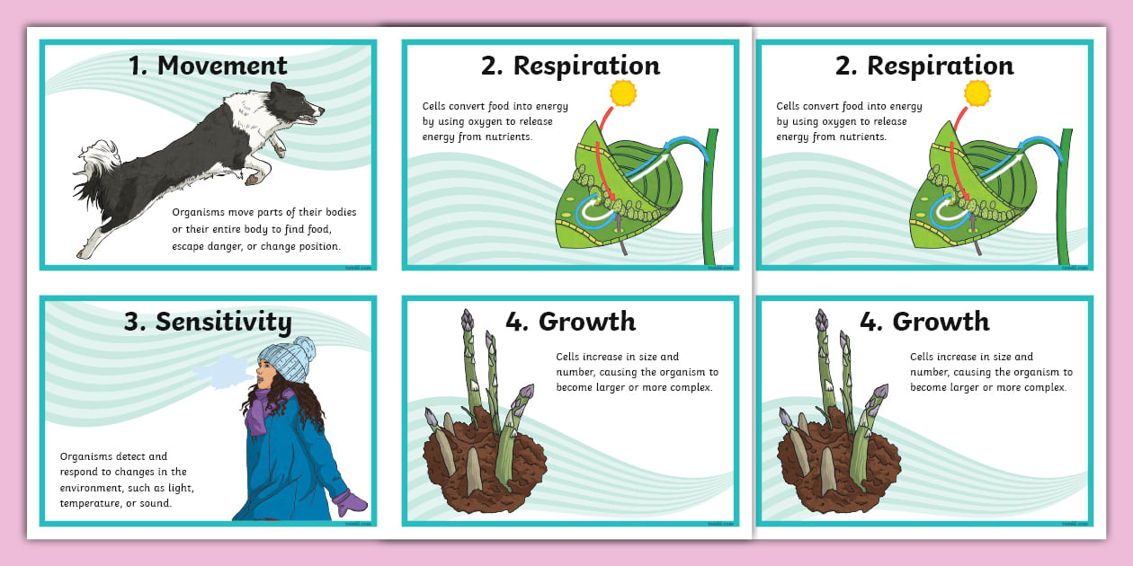 Intermediate Phase Life Processes Fact Cards