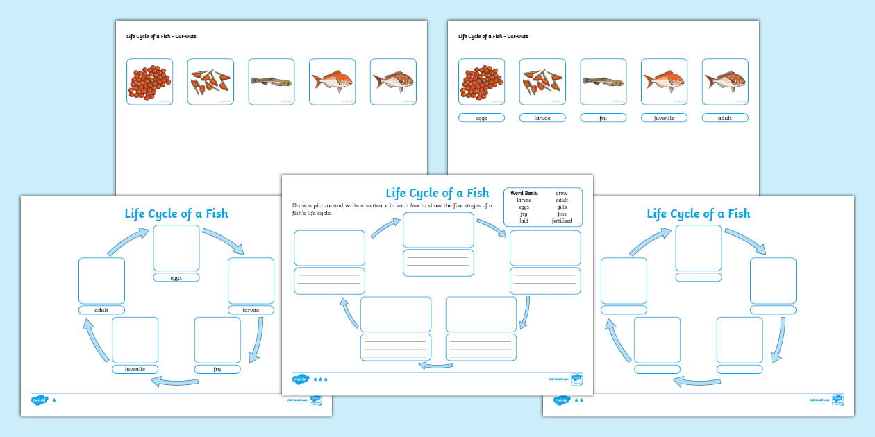 Fish Life Cycle Differentiated Worksheets (Teacher-Made)