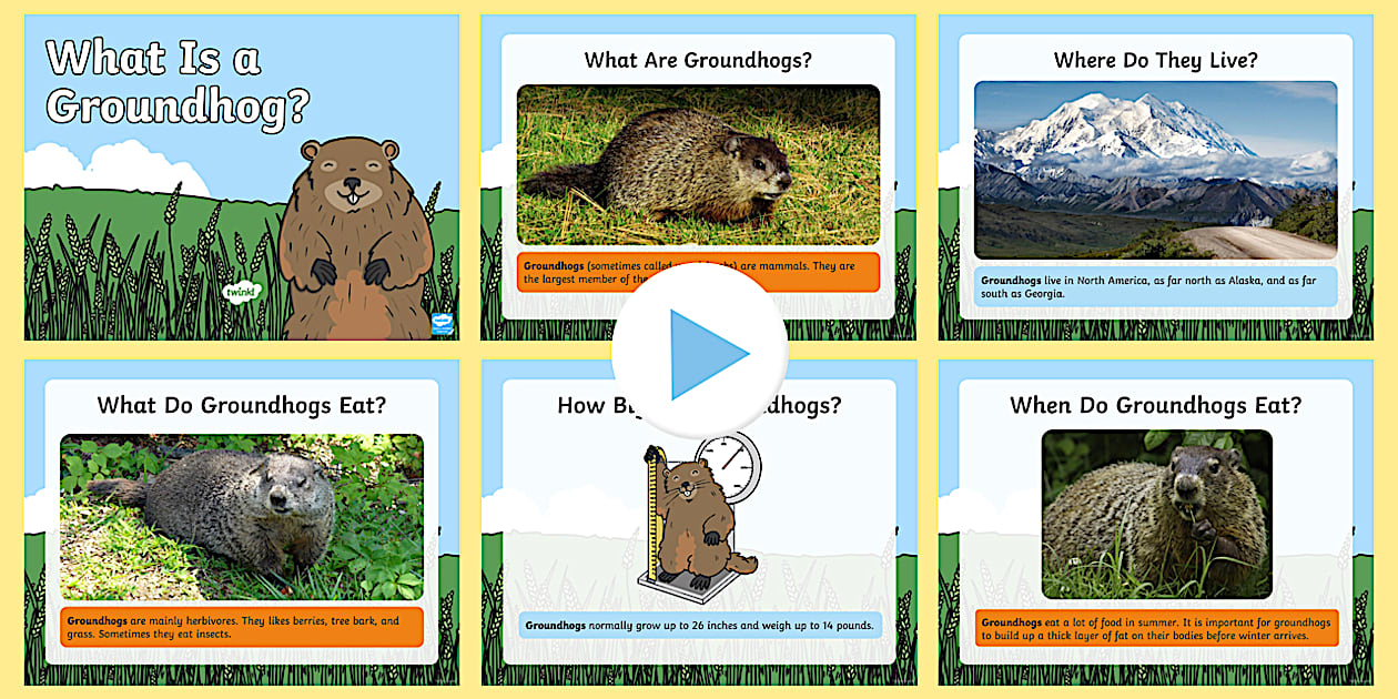 Groundhog PowerPoint | Teaching Resource | Twinkl - Twinkl
