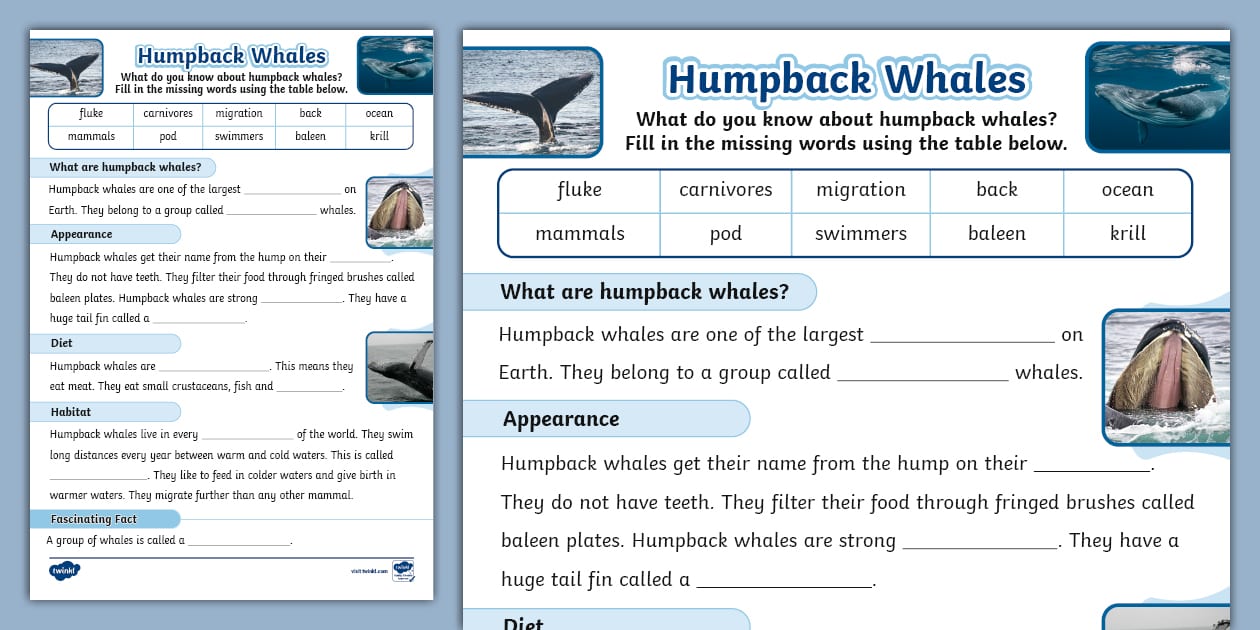 KS1 Humpback Whale Cloze Activity - Twinkl