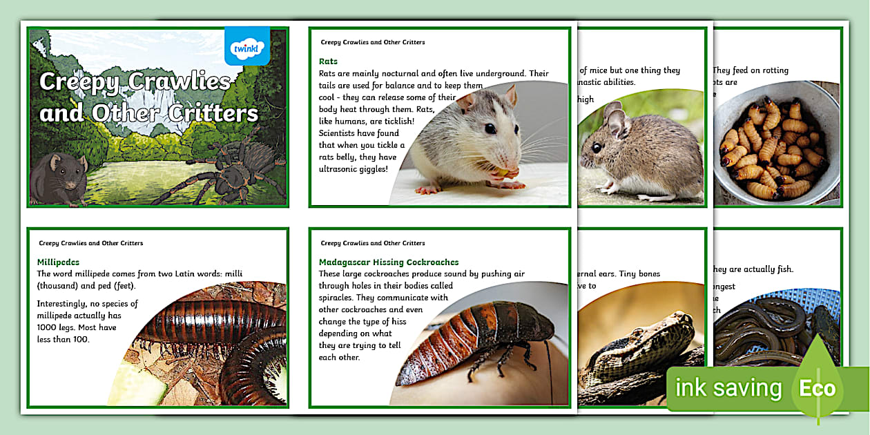 Creepy Crawlies and Other Critters Fascinating Facts Cards