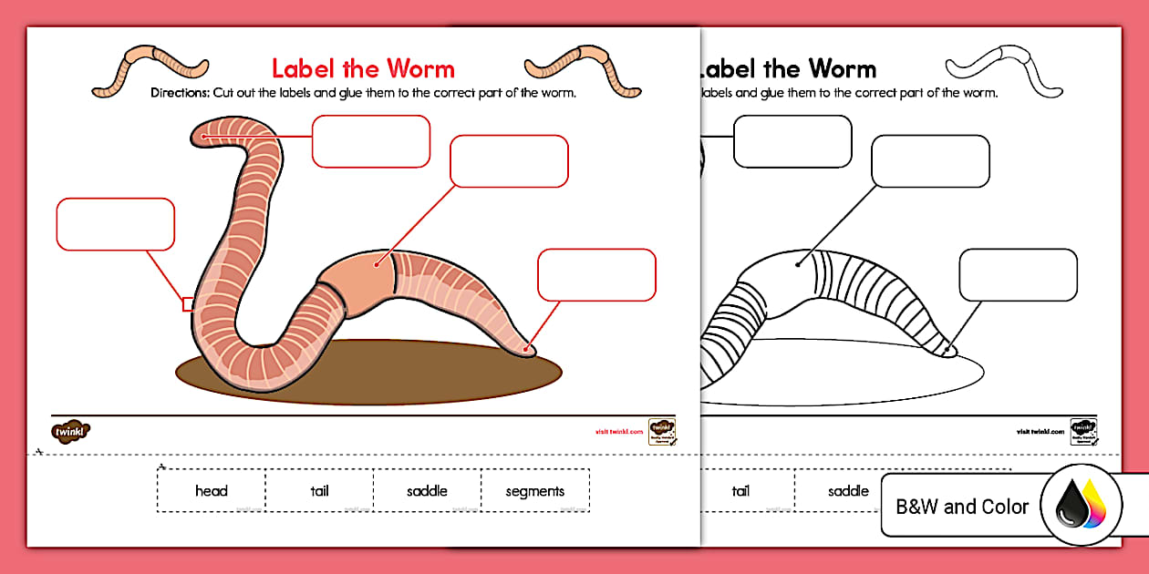 Kindergarten Label the Worm Cut and Paste Worksheet - Twinkl