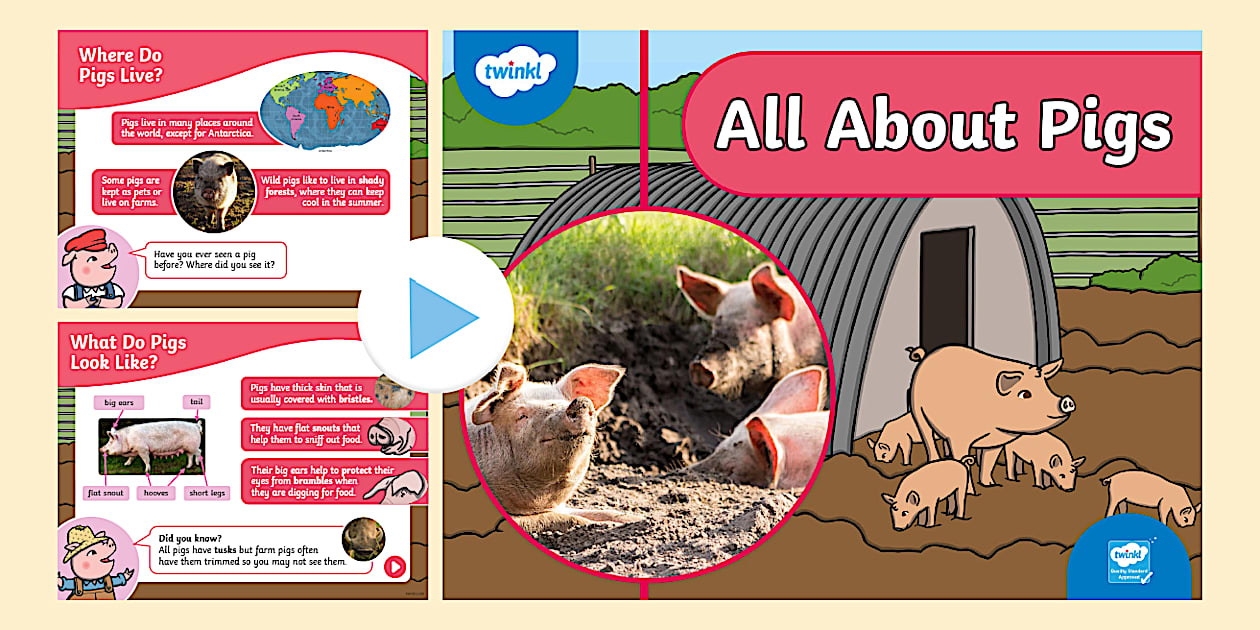 All About Pigs PowerPoint | Twinkl (Lehrer gemacht) - Twinkl