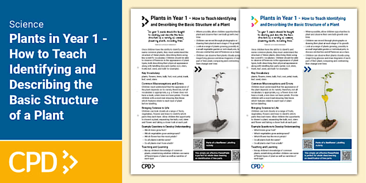 How to Teach Year 1 about Plants: Basic Structure of a Plant
