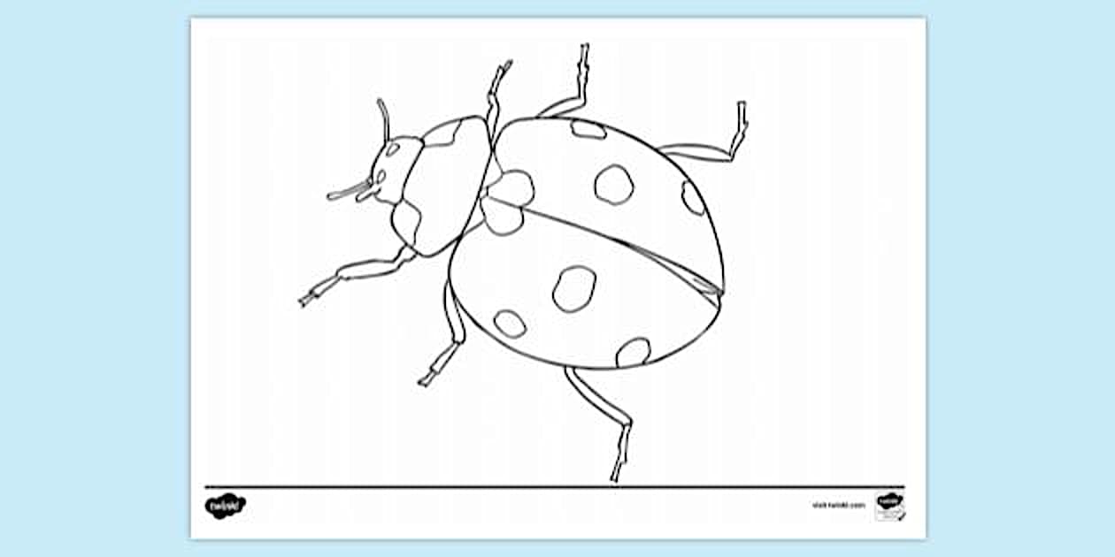 Ladybug Colouring Page | Colouring Sheets (teacher made)