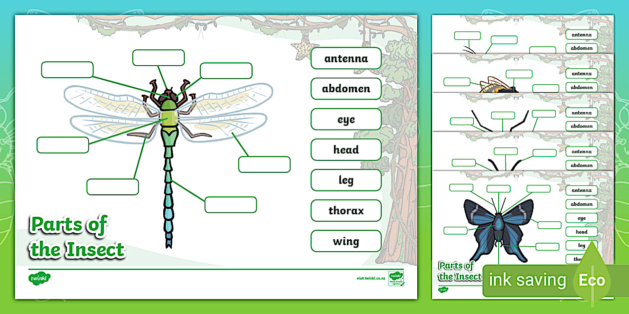 Parts of Insects Labelling Worksheets - Twinkl