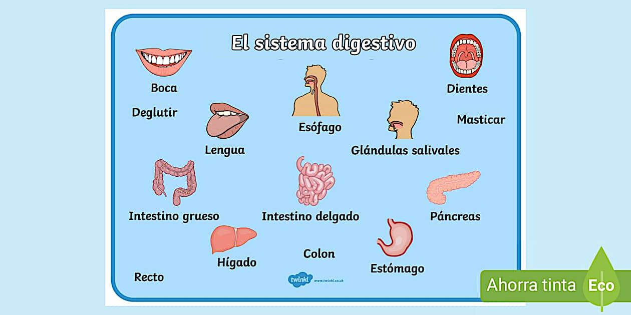 Afiche: Vocabulario del sistema digestivo | Twinkl - Twinkl