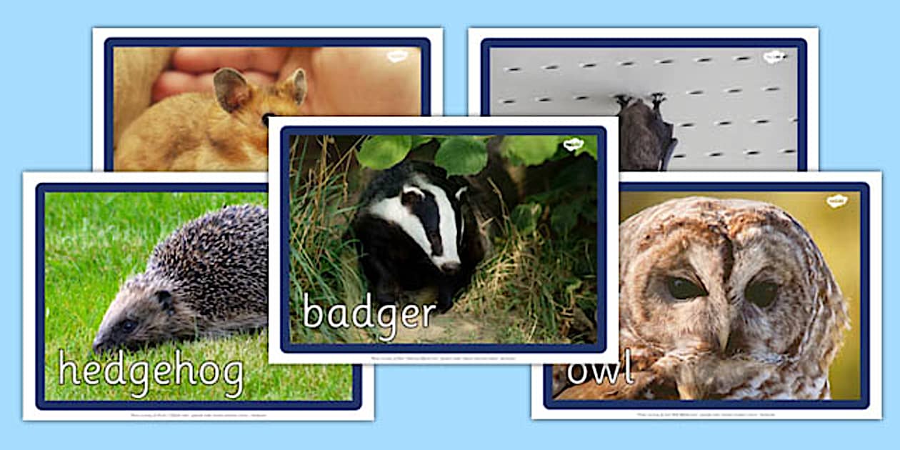 Nocturnal Animals Display Photos (teacher made) - Twinkl