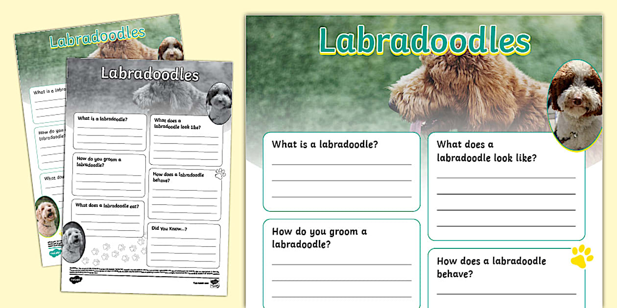 Labradoodles Fact File Template (teacher made) - Twinkl