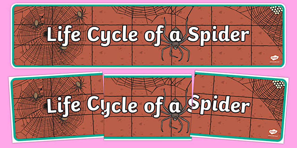 Spider Life Cycle Display Banner (teacher made) - Twinkl